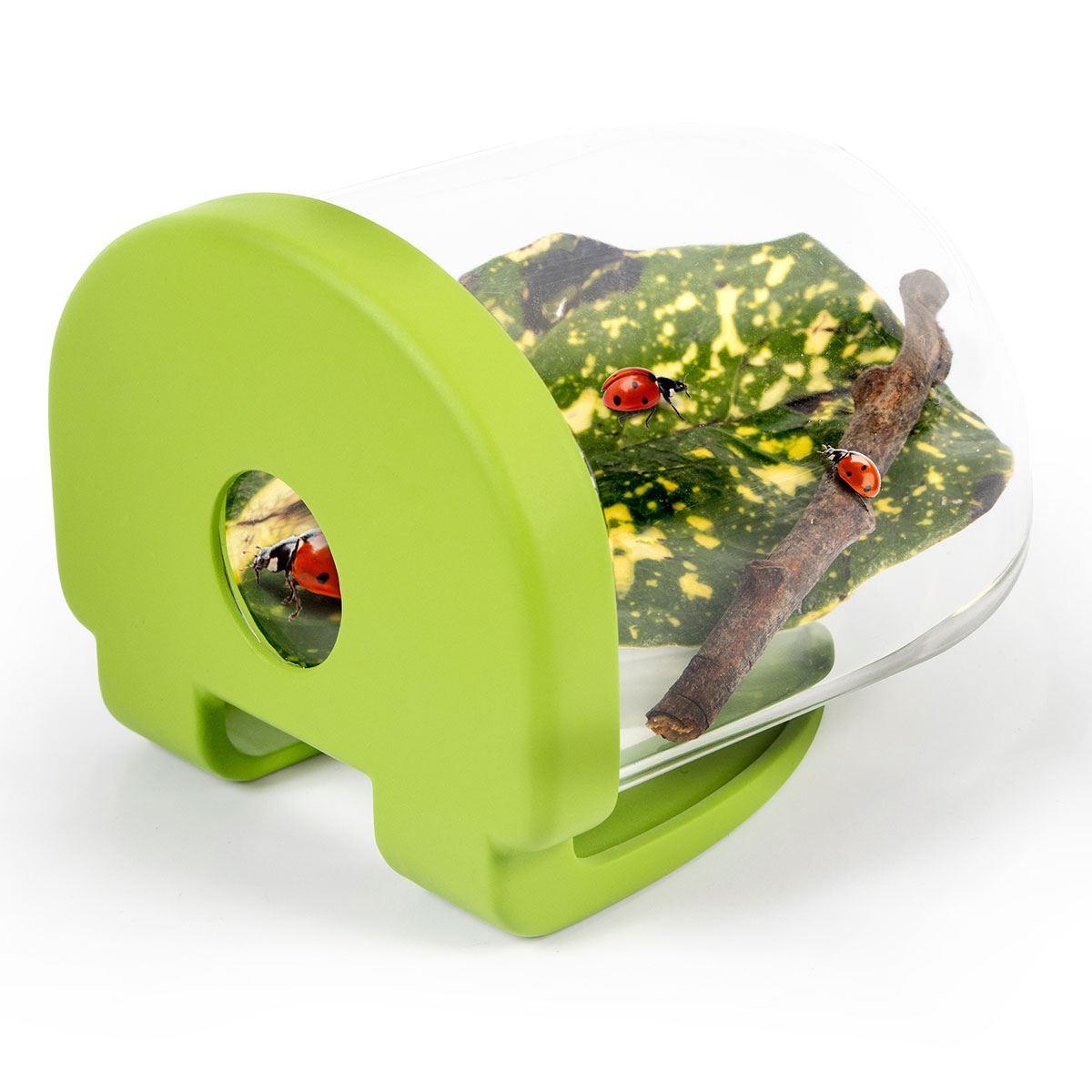 Bug Photography | Exploring Nature | Mulberry Bush