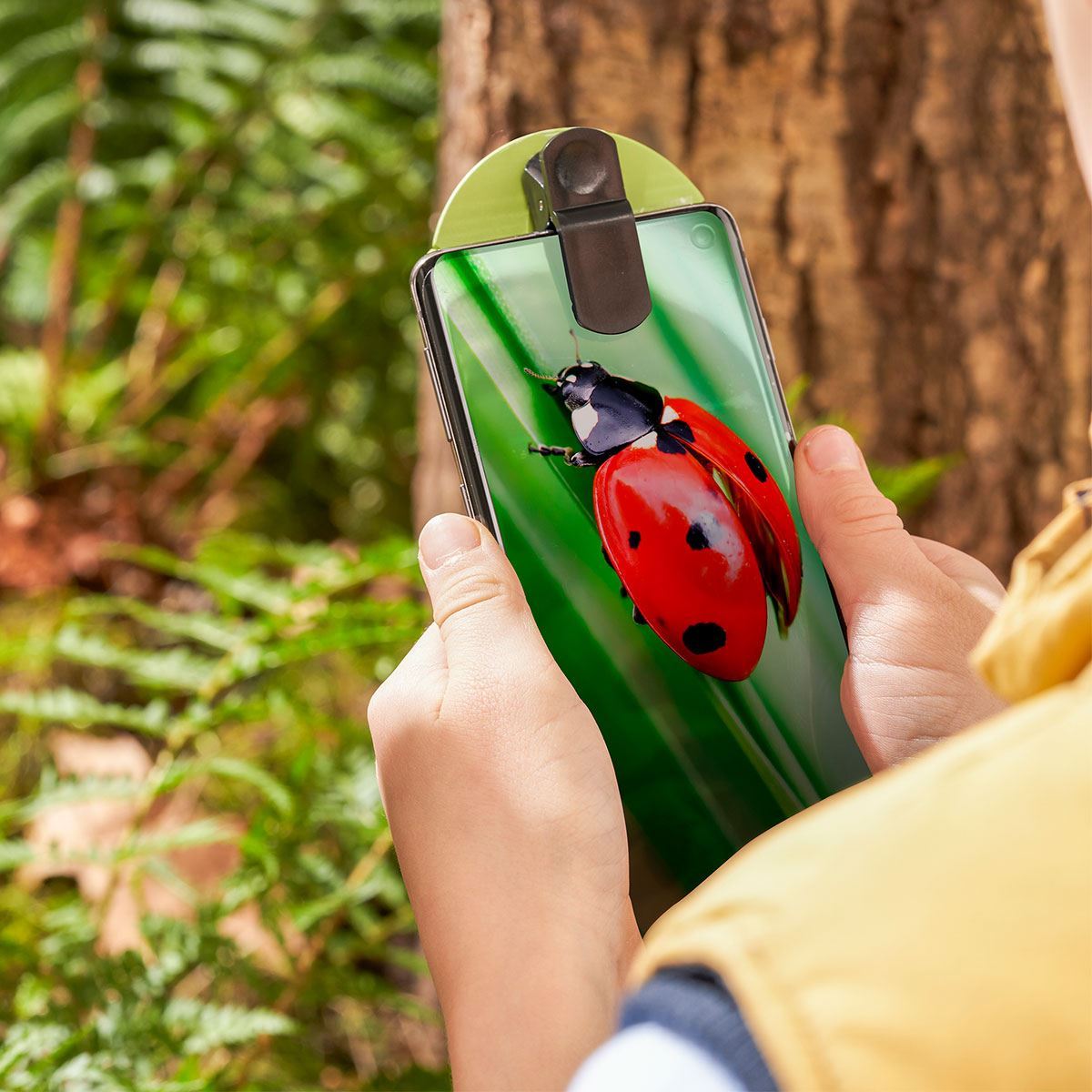 Bug Photography | Exploring Nature | Mulberry Bush